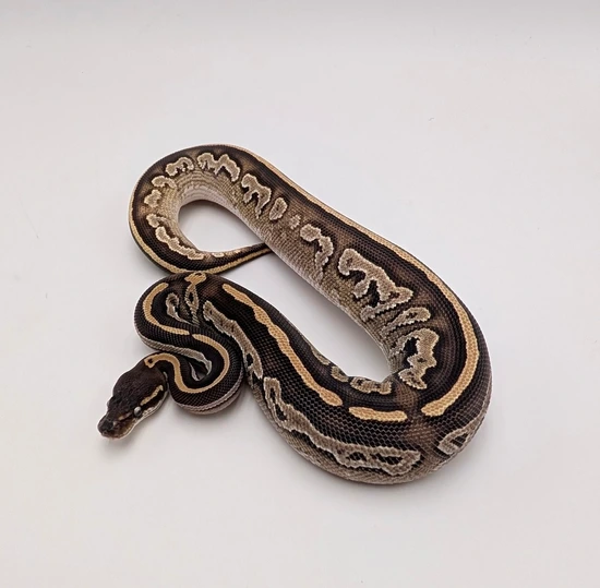 Black Head Mojave Red Gene Ringer Gene DH Hypo Pied Ball Python by City ...