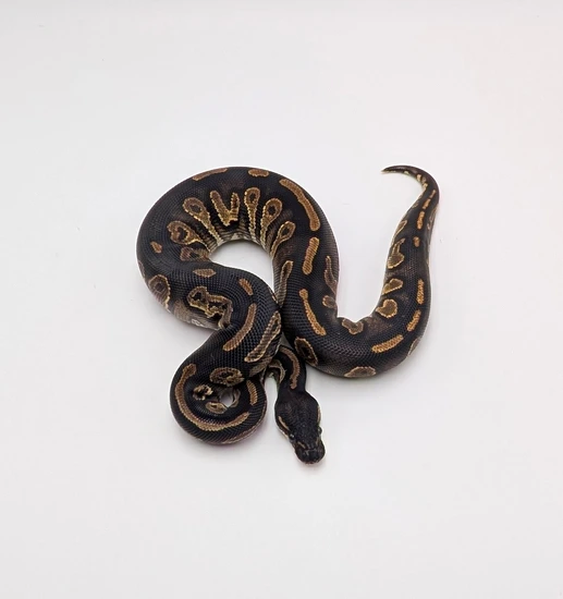 Super Black Head Red Gene Ringer Gene Het Pied Ball Python by City ...