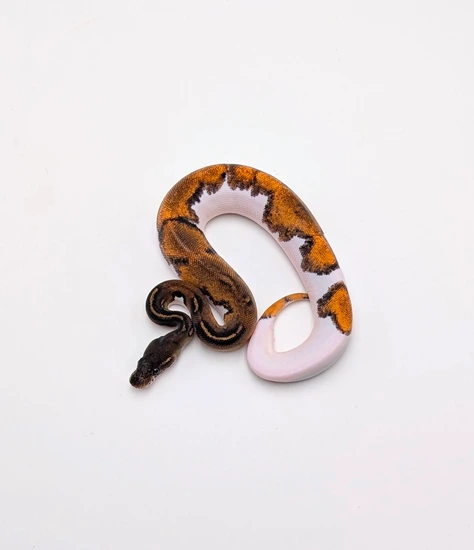 Super Black Head Orange Dream Pied Ball Python by City Balls LLC