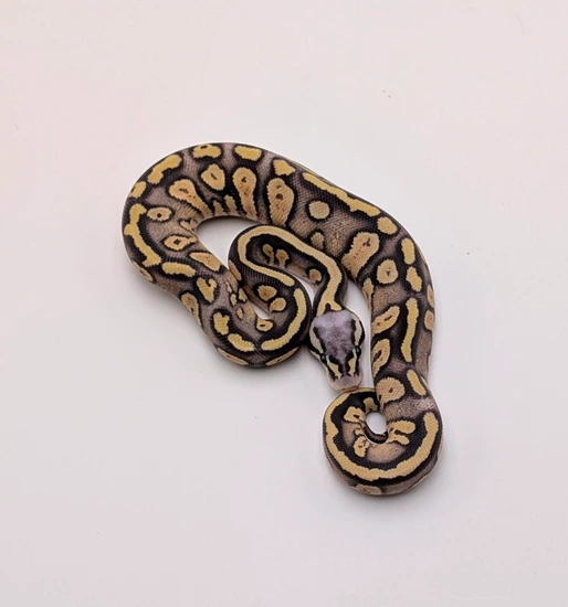 Pastel Stranger Hypo (Super Pastel)(YB) Ball Python by City Balls LLC