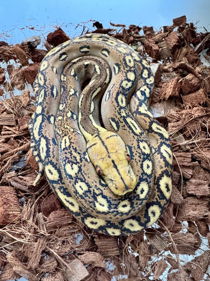 25% Sulawesi Phantom Het Purple Or Caramel Reticulated Python by Grand ...