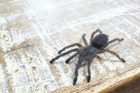 Dolichothele Diamantinensis | Brazilian Blue Dwarf Beauty Tarantula by ...