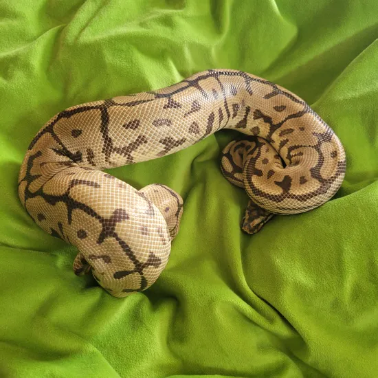 Leopard Spider Mystic Ball Python by CM | Reptiles