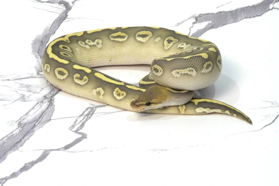 Wookie Butter Hypo Het Clown Ball Python by CJR Creations