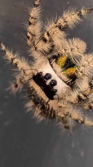 Northern Otiosus Jumping Spider by Carl's jumping spiders