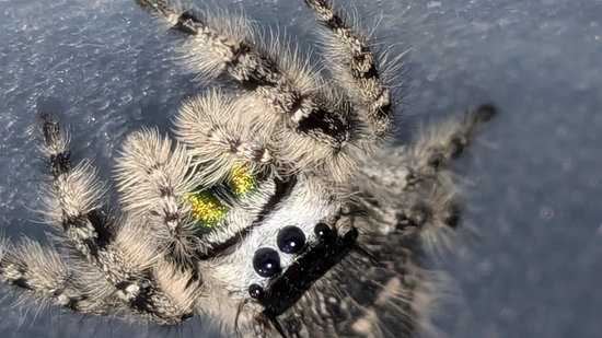 Northern Otiosus Jumping Spider by Carl's jumping spiders