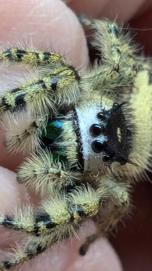 Northern Otiosus Jumping Spider by Carl's jumping spiders