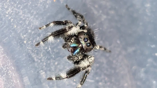 Northern Otiosus Jumping Spider by Carl's jumping spiders