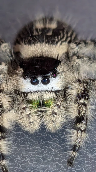 Northern Otiosus Jumping Spider by Carl's jumping spiders