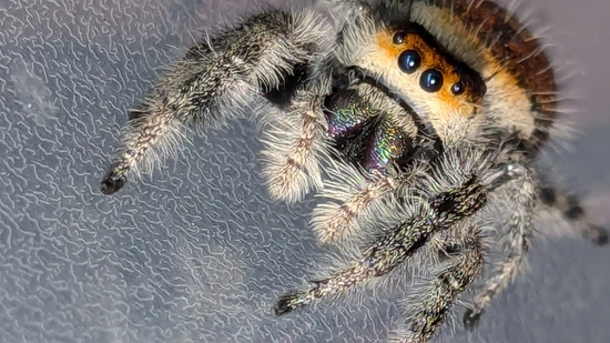 Sun Drenched Soroa Jumping Spider by Carl's jumping spiders