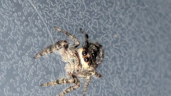 Northern White Otiosus Jumping Spider by Carl's jumping spiders