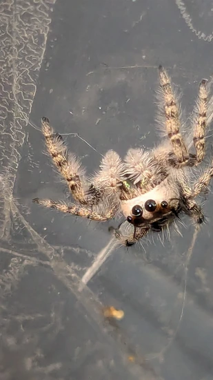 Northern White Otiosus Jumping Spider by Carl's jumping spiders
