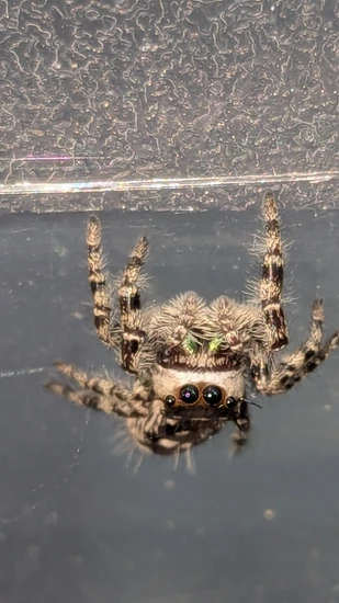 Northern White Otiosus Jumping Spider by Carl's jumping spiders