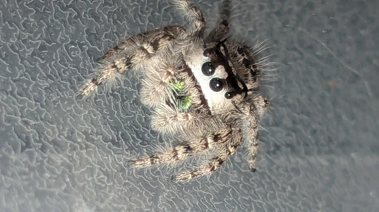 Super White Northern Otiosus Jumping Spider by Carl's jumping spiders
