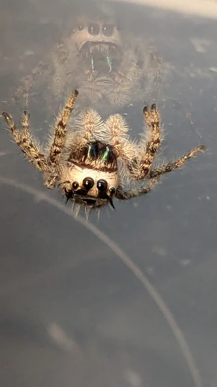 Super White Northern Otiosus Jumping Spider by Carl's jumping spiders
