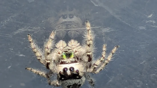 Super White Northern Otiosus Jumping Spider by Carl's jumping spiders