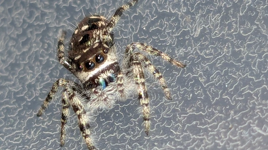 Northern White Otiosus Jumping Spider by Carl's jumping spiders