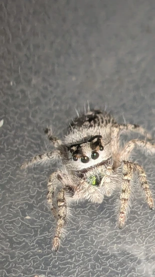 Super White Northern Otiosus Jumping Spider by Carl's jumping spiders
