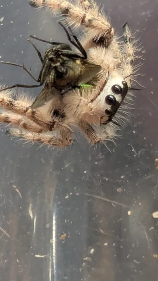 Super White Northern Otiosus Jumping Spider by Carl's jumping spiders
