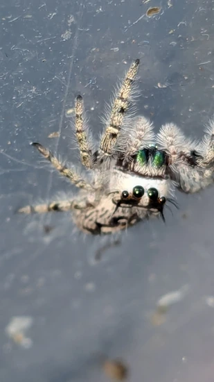 Super White Northern Otiosus Jumping Spider by Carl's jumping spiders