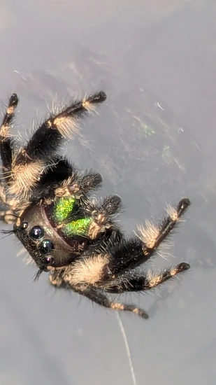 Northern White Otiosus Jumping Spider by Carl's jumping spiders