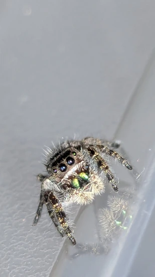 Super White Regal Hybrid Jumping Spider by Carl's jumping spiders