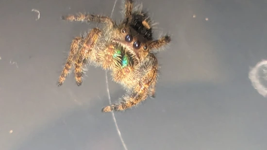 Super Orange Regal Hybrid Jumping Spider by Carl's jumping spiders