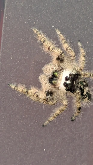 Super White Northern Otiosus Jumping Spider by Carl's jumping spiders