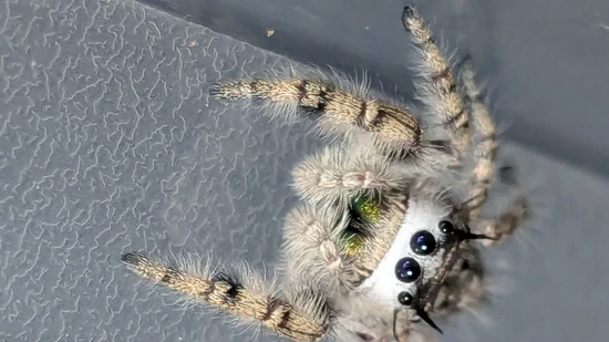 Super White Northern Otiosus Jumping Spider by Carl's jumping spiders
