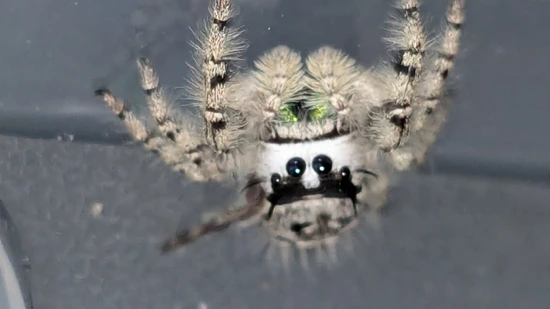 Super White Northern Otiosus Jumping Spider by Carl's jumping spiders