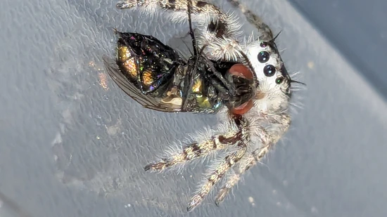 Super White Northern Otiosus Jumping Spider by Carl's jumping spiders