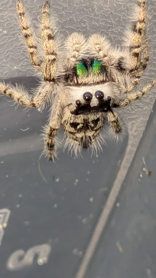 Super White Northern Otiosus Jumping Spider by Carl's jumping spiders