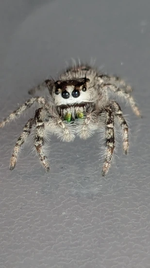 Super White Northern Otiosus Jumping Spider by Carl's jumping spiders
