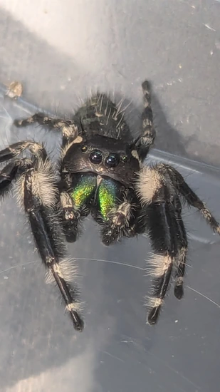 Super White Northern Otiosus Jumping Spider by Carl's jumping spiders