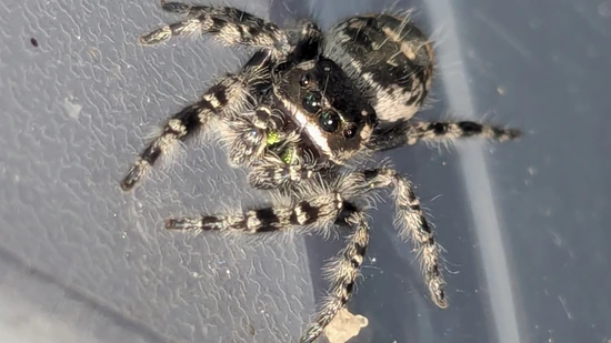 Super White Northern Otiosus Jumping Spider by Carl's jumping spiders