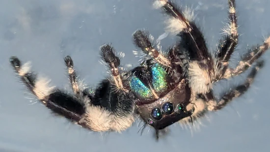Super White Northern Otiosus Jumping Spider by Carl's jumping spiders