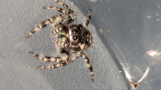 Northern White Otiosus Jumping Spider by Carl's jumping spiders