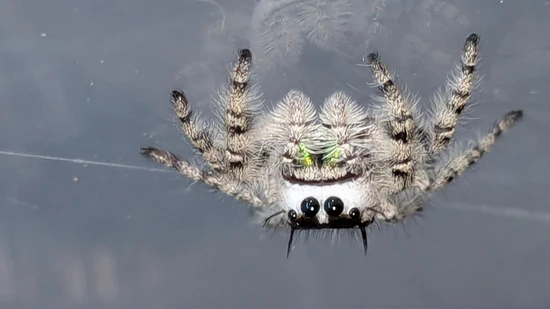 Super White Northern Otiosus Jumping Spider by Carl's jumping spiders