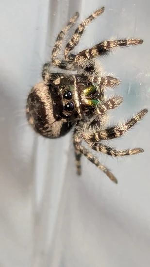 Super White Northern Otiosus Jumping Spider by Carl's jumping spiders