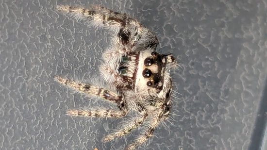 Super White Northern Otiosus Jumping Spider by Carl's jumping spiders