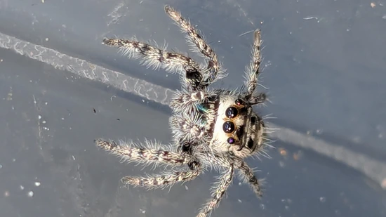Super White Northern Otiosus Jumping Spider by Carl's jumping spiders