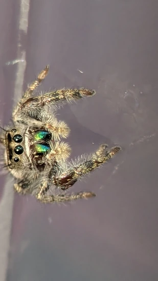 White And Orange Regal Hybrid Jumping Spider by Carl's jumping spiders