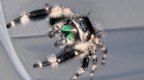 Super White Northern Otiosus Jumping Spider by Carl's jumping spiders