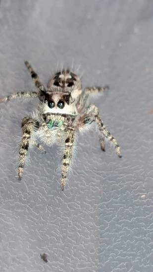 Super White Northern Otiosus Jumping Spider by Carl's jumping spiders