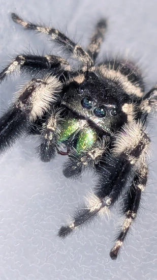 Super White Northern Otiosus Jumping Spider by Carl's jumping spiders