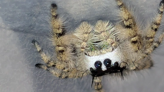 Super Golden Northern Otiosus Jumping Spider by Carl's jumping spiders