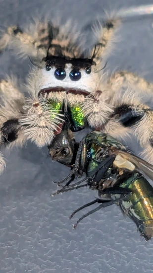 Light Peach Northern Otiosus Jumping Spider by Carl's jumping spiders