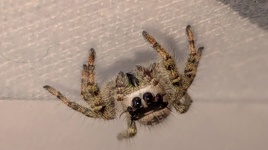 Super Peach Northern Otiosus Jumping Spider by Carl's jumping spiders