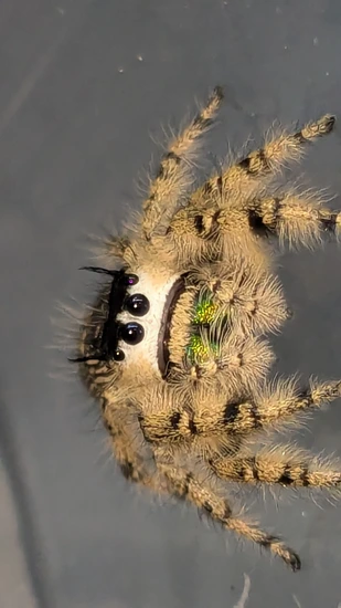 Super Golden Northern Otiosus Jumping Spider by Carl's jumping spiders