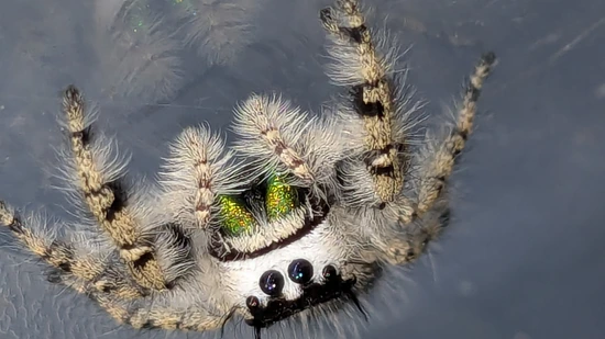 Super White Northern Otiosus Jumping Spider by Carl's jumping spiders